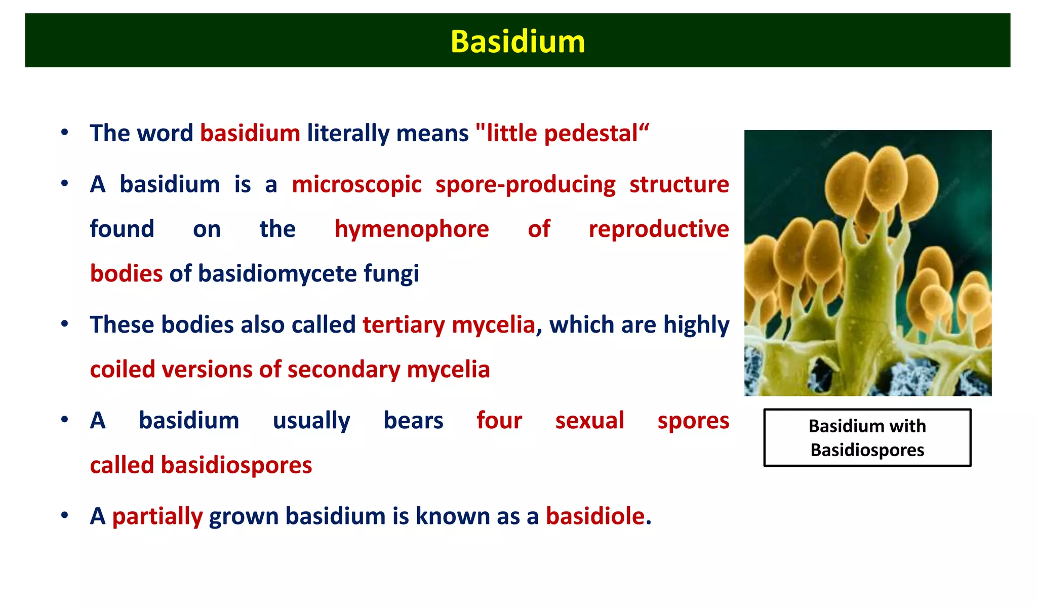 Lecture- 22 - Classification of Basidiomycota.pptx
