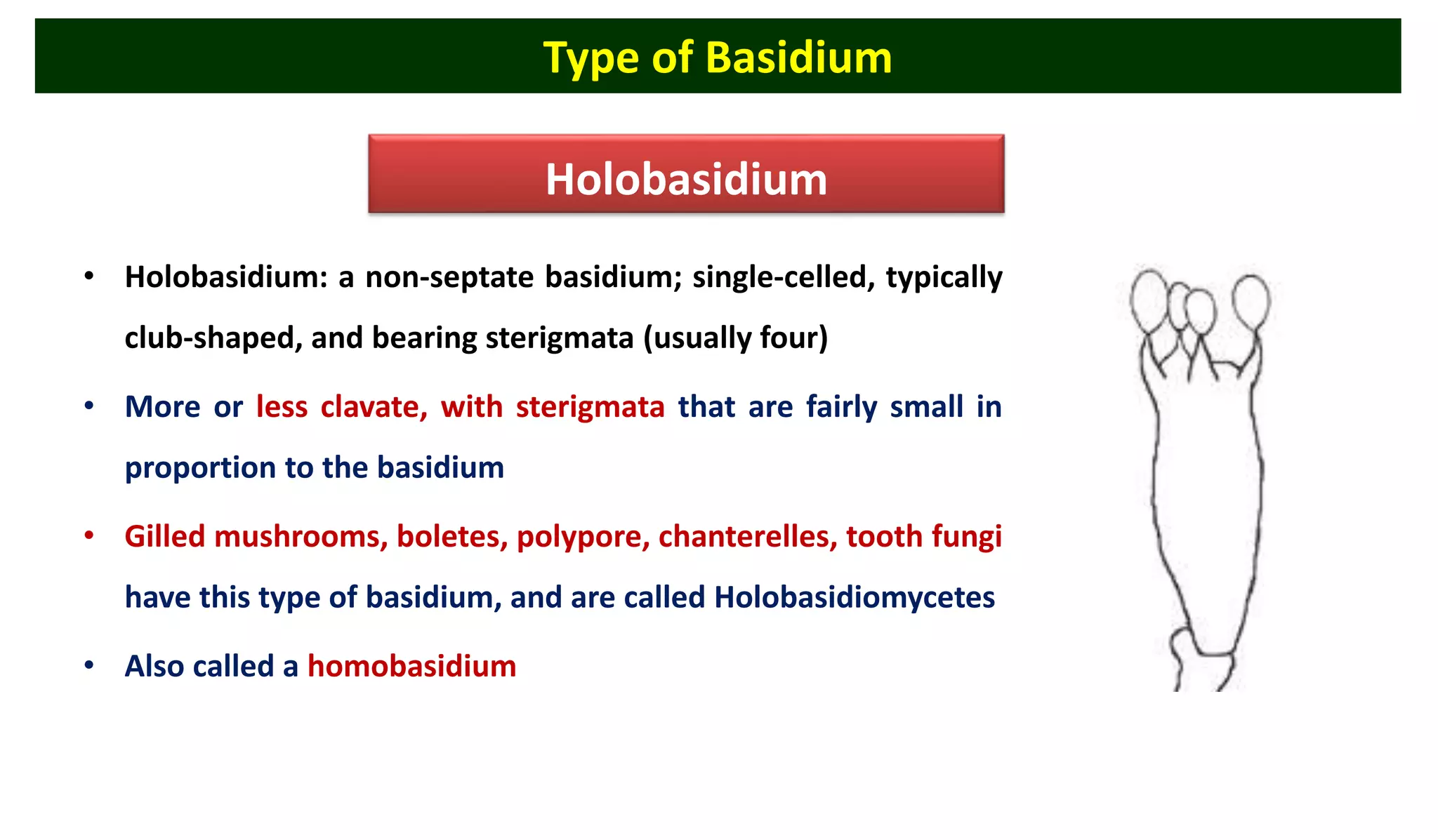 Lecture- 22 - Classification of Basidiomycota.pptx