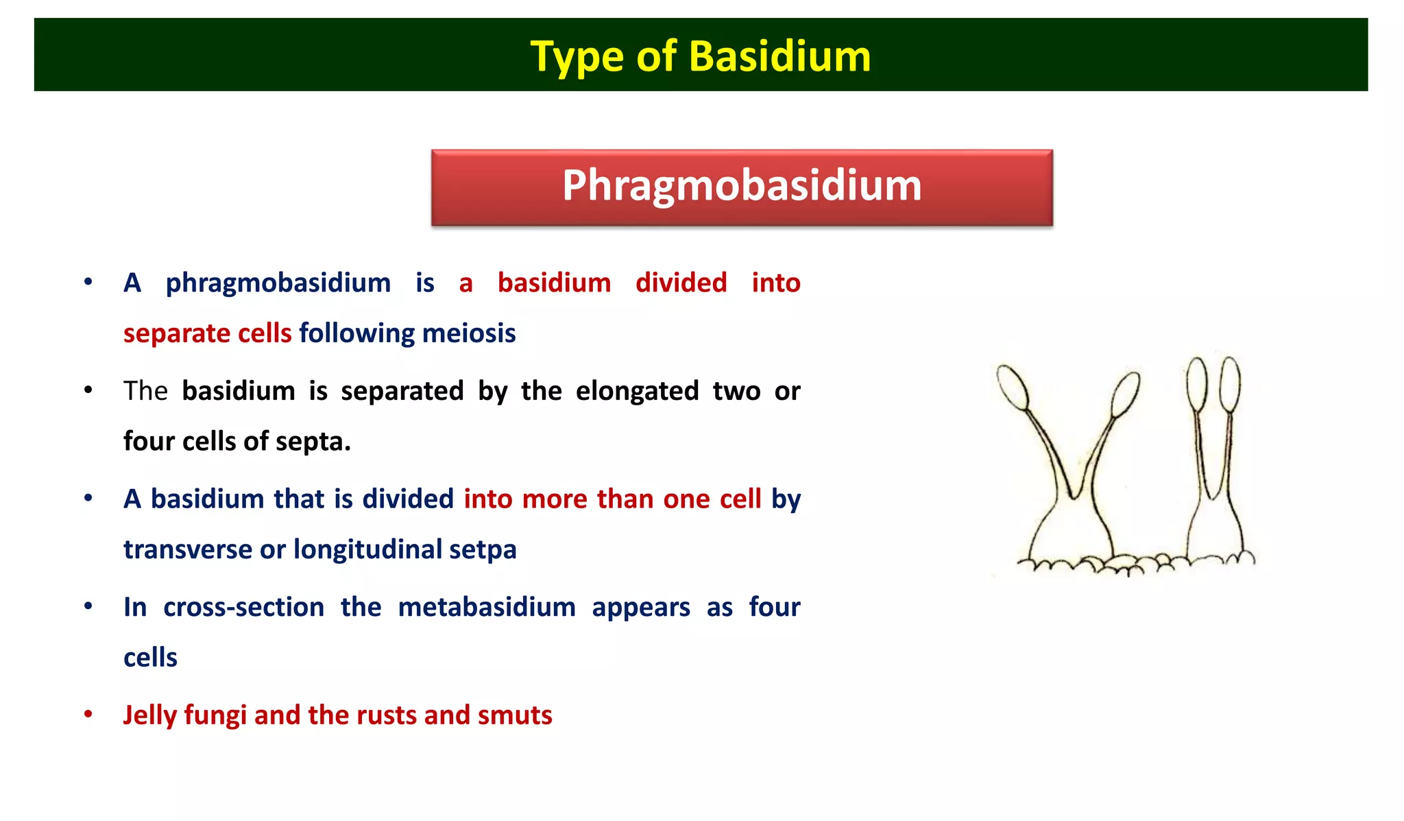 Lecture- 22 - Classification of Basidiomycota.pptx