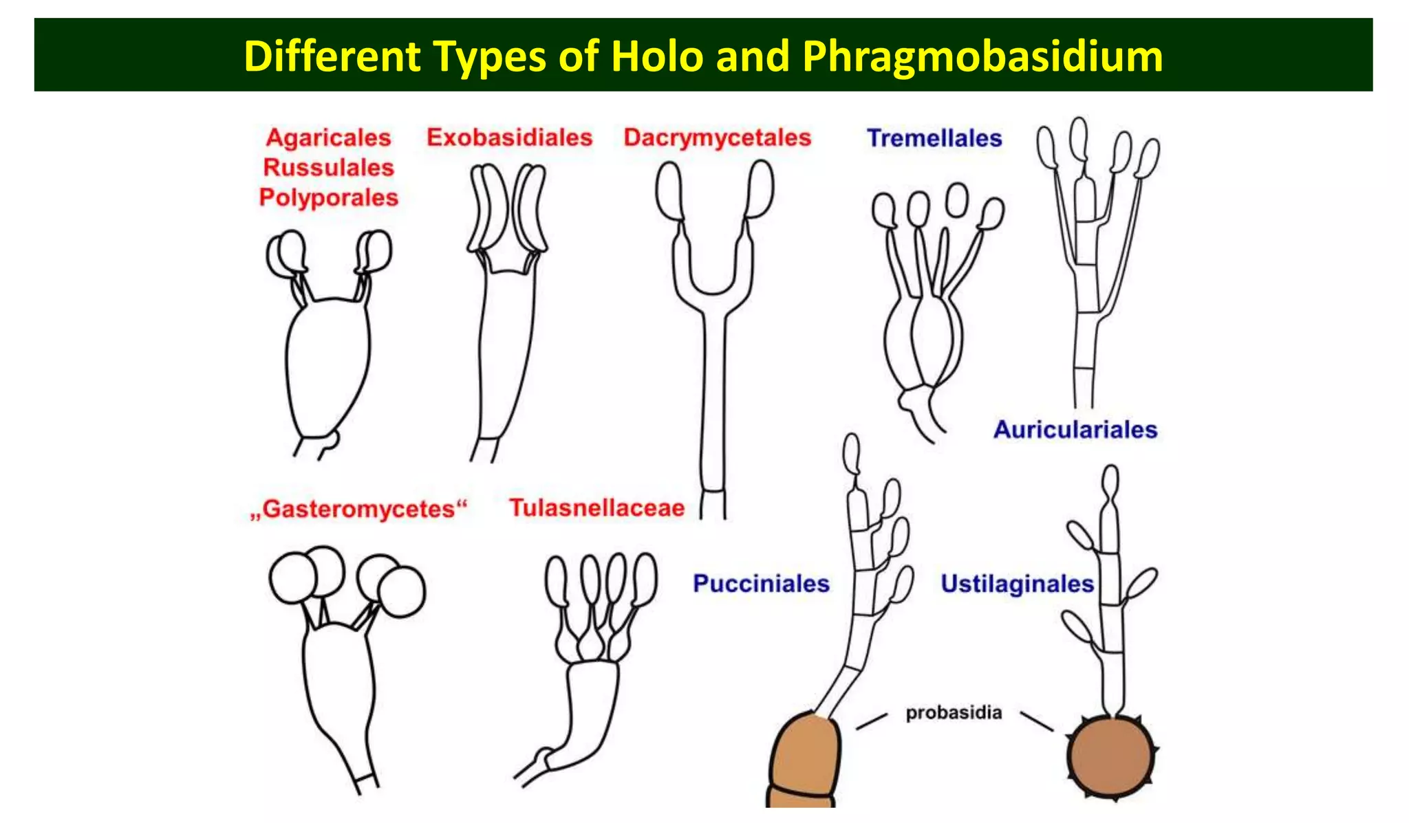 Lecture 22 Classification Of Basidiomycota Pptx