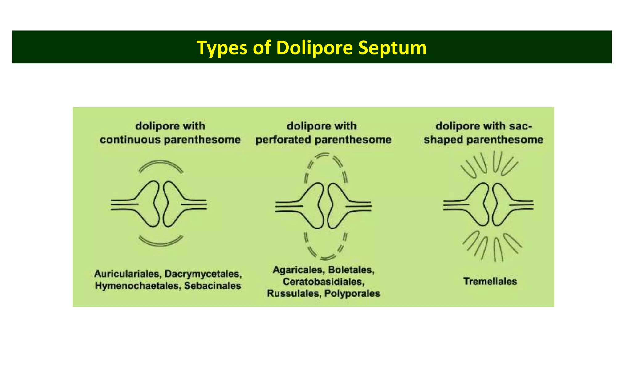 Lecture 22 Classification Of Basidiomycota Pptx