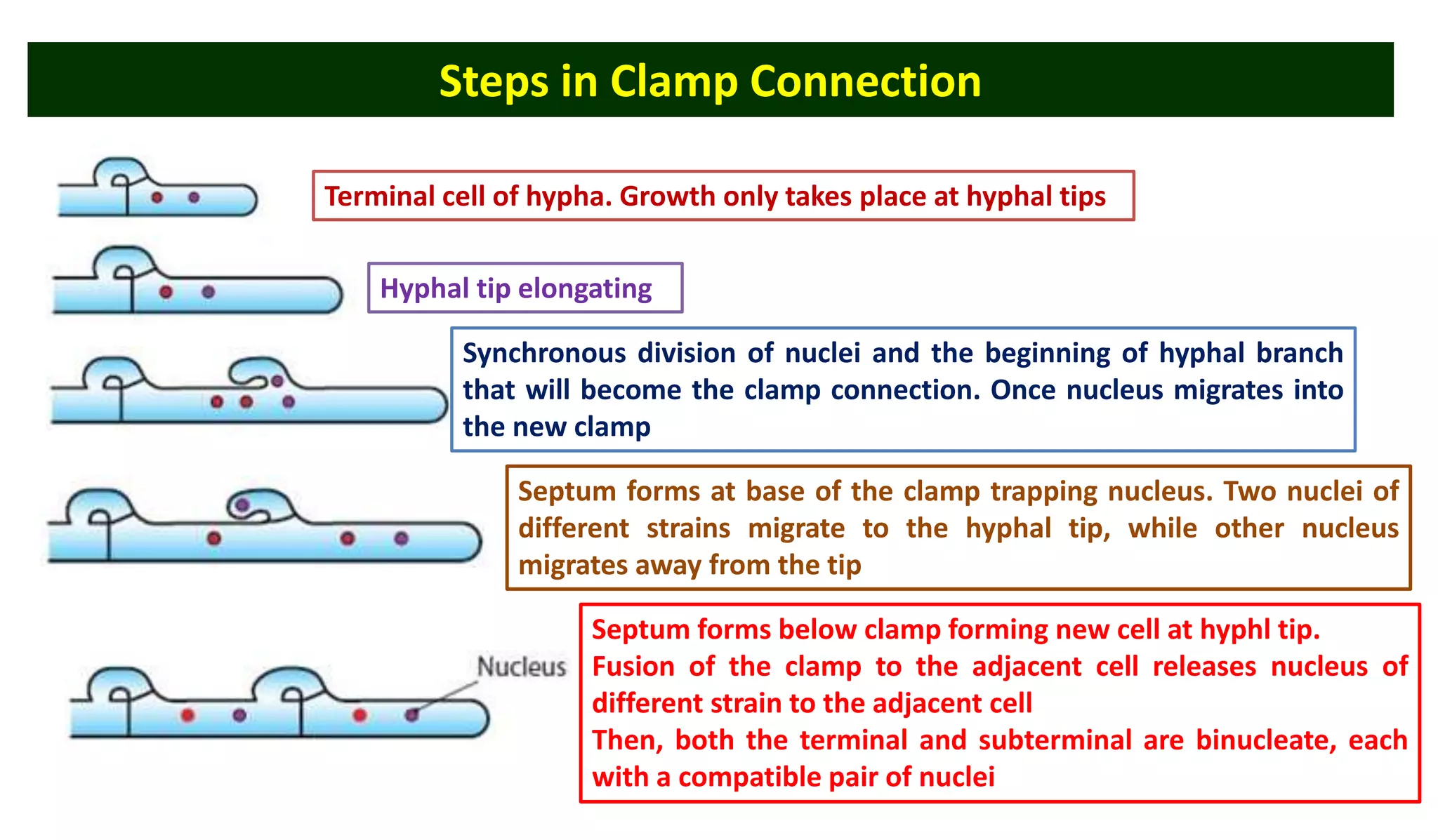 Lecture- 22 - Classification of Basidiomycota.pptx