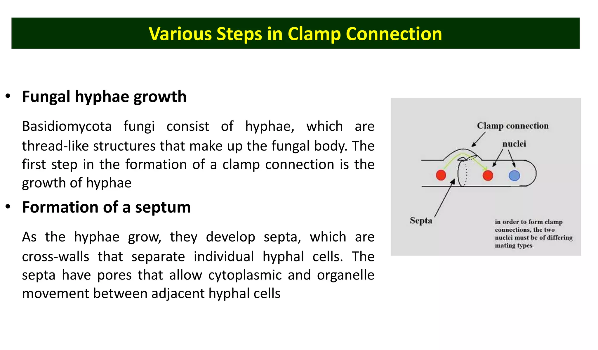 Lecture- 22 - Classification of Basidiomycota.pptx