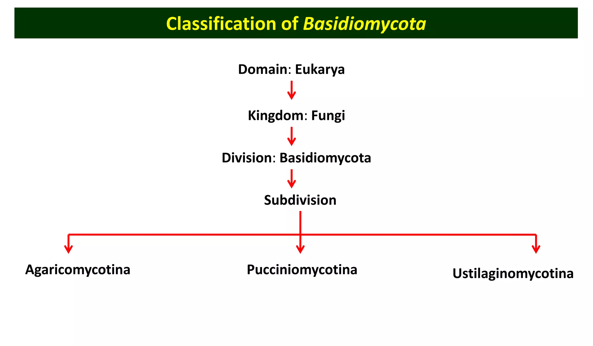 Lecture- 22 - Classification of Basidiomycota.pptx