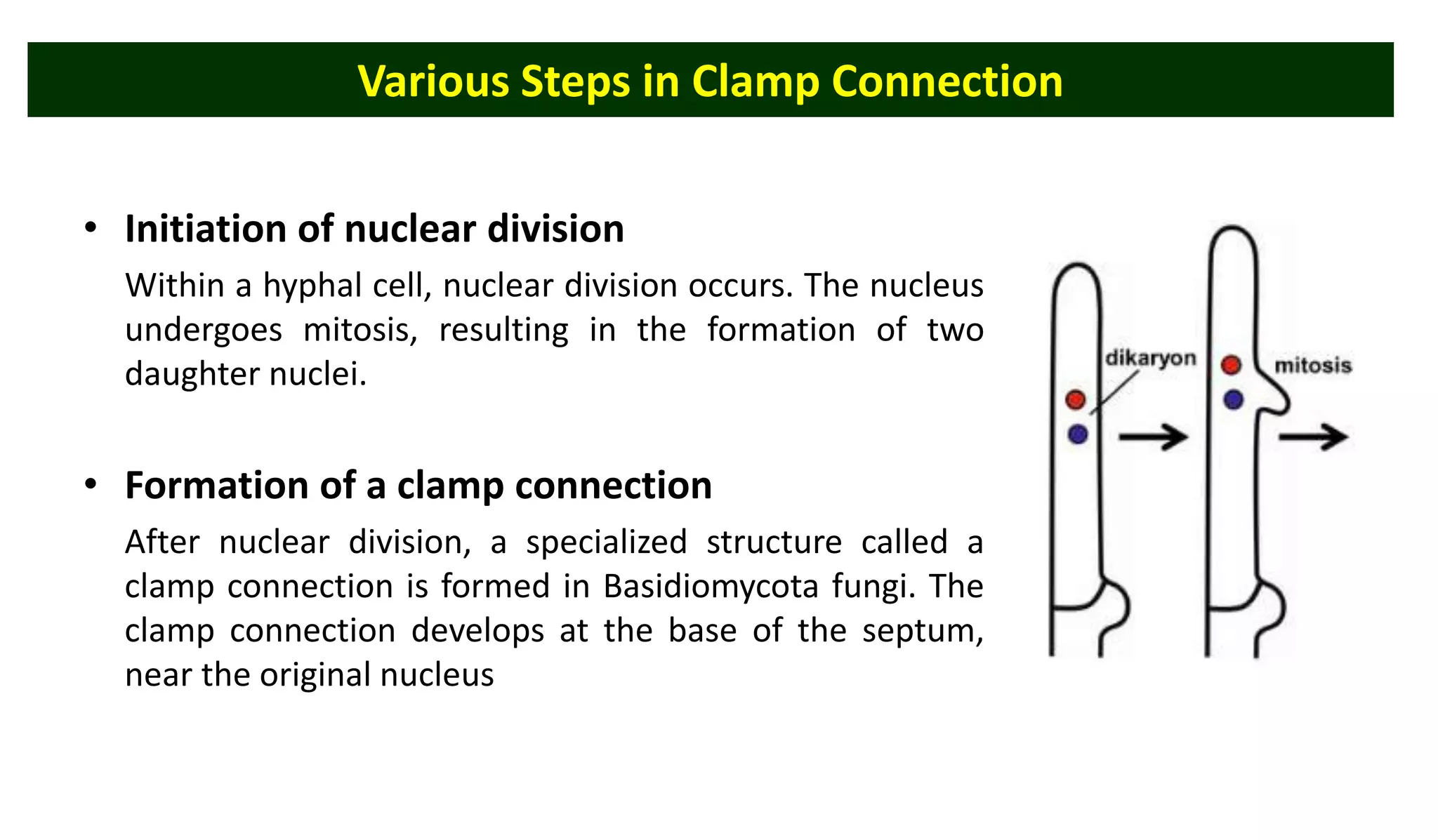 Lecture- 22 - Classification of Basidiomycota.pptx
