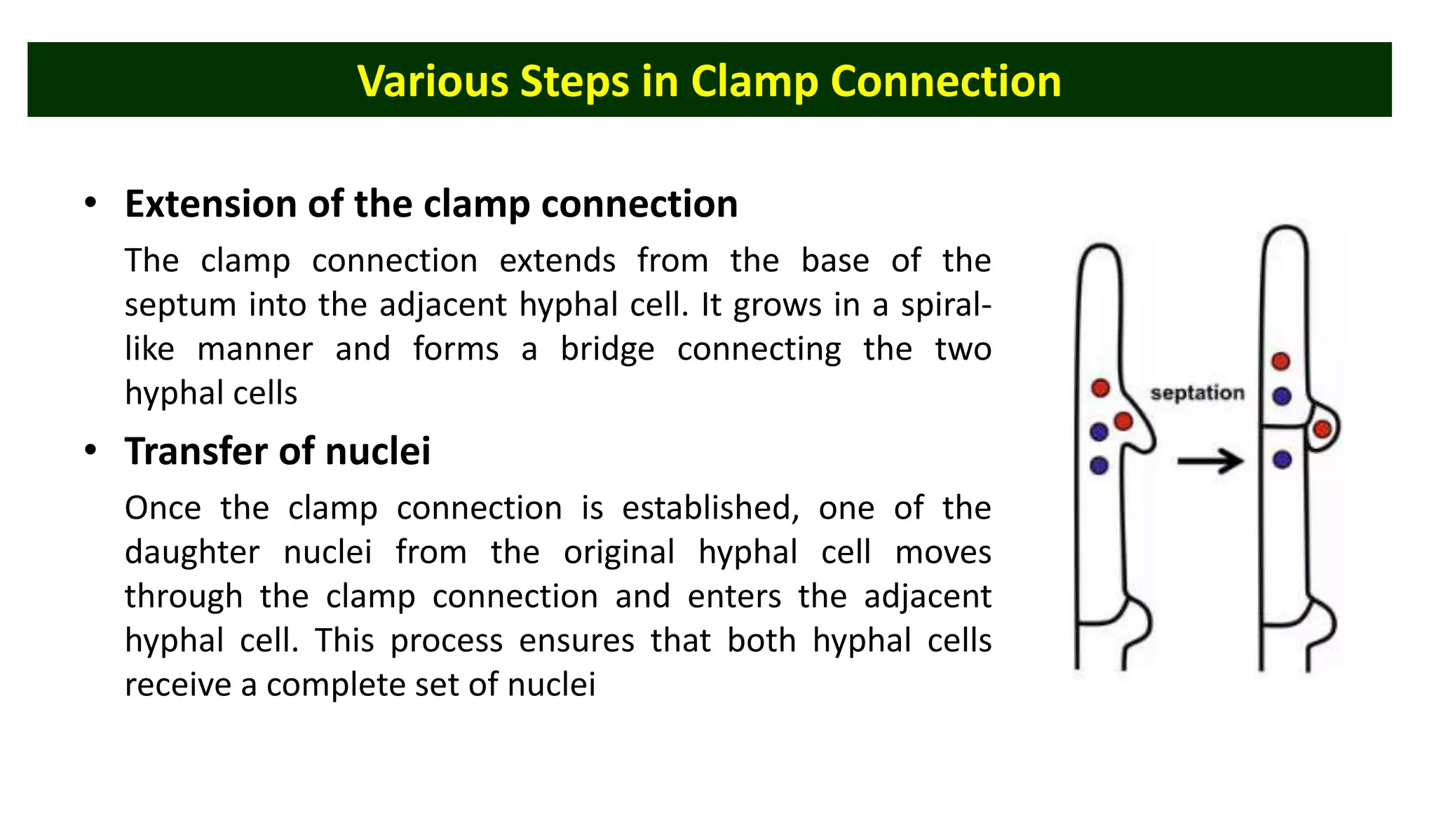 Lecture- 22 - Classification of Basidiomycota.pptx