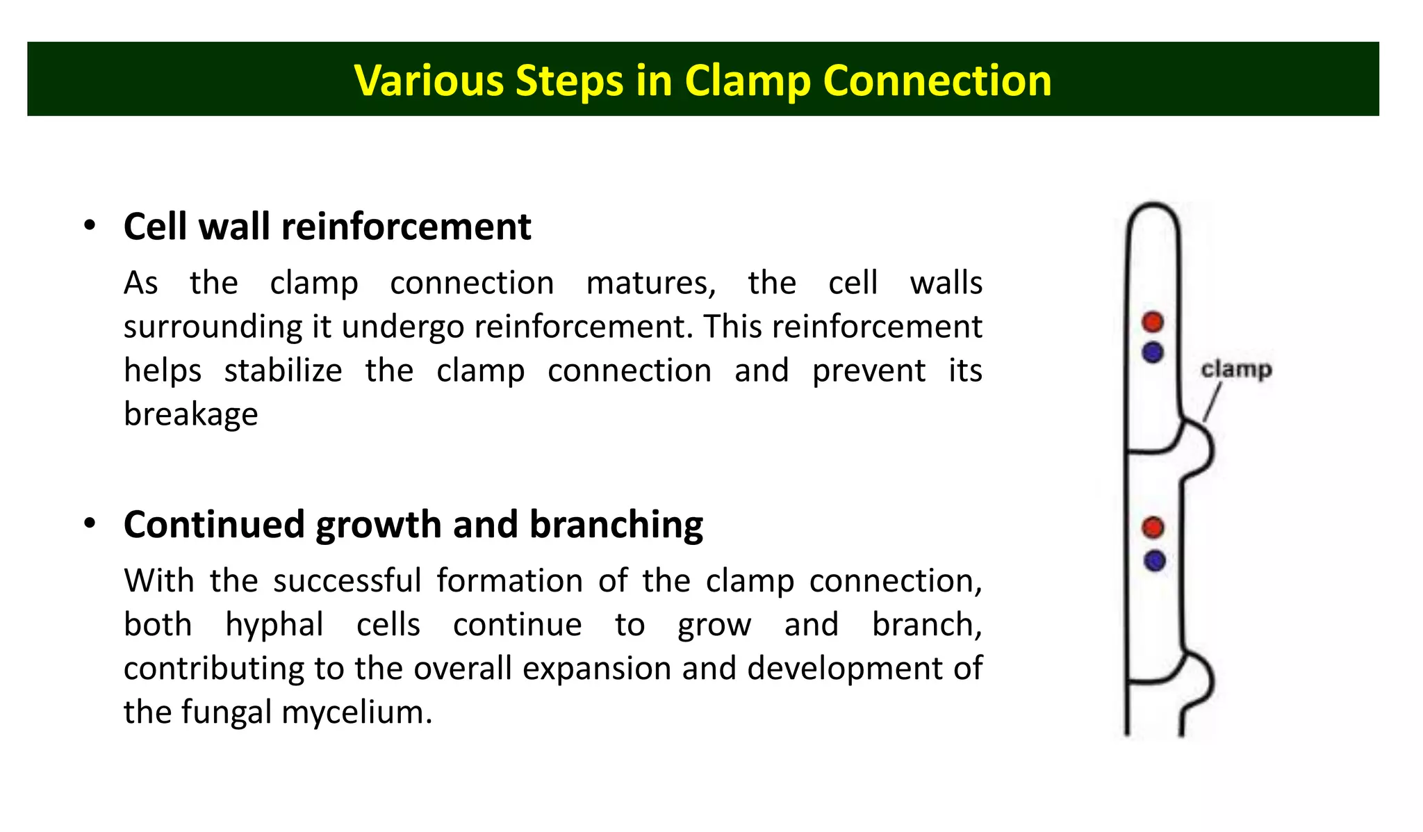 Lecture- 22 - Classification of Basidiomycota.pptx