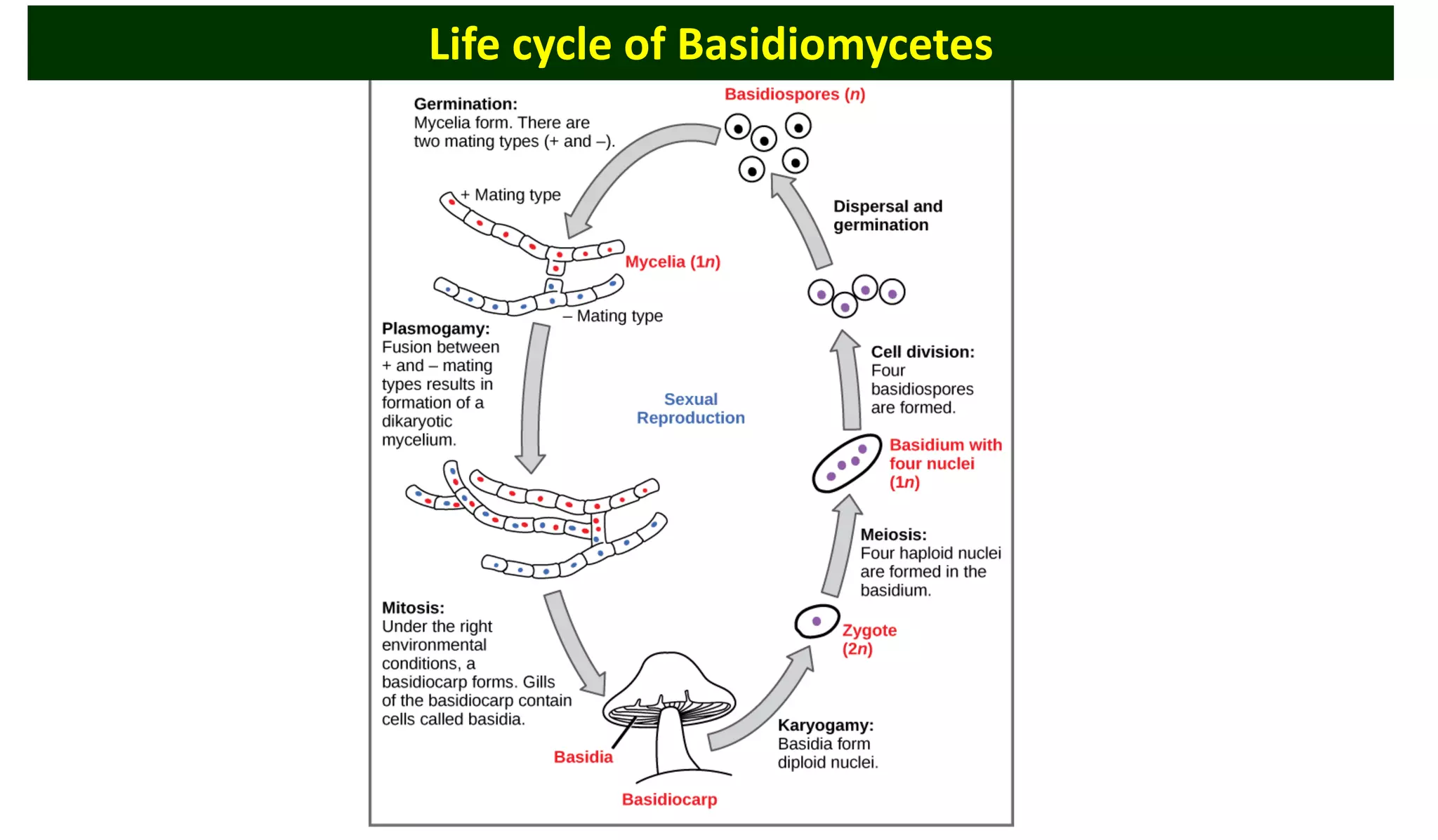 Lecture- 22 - Classification of Basidiomycota.pptx