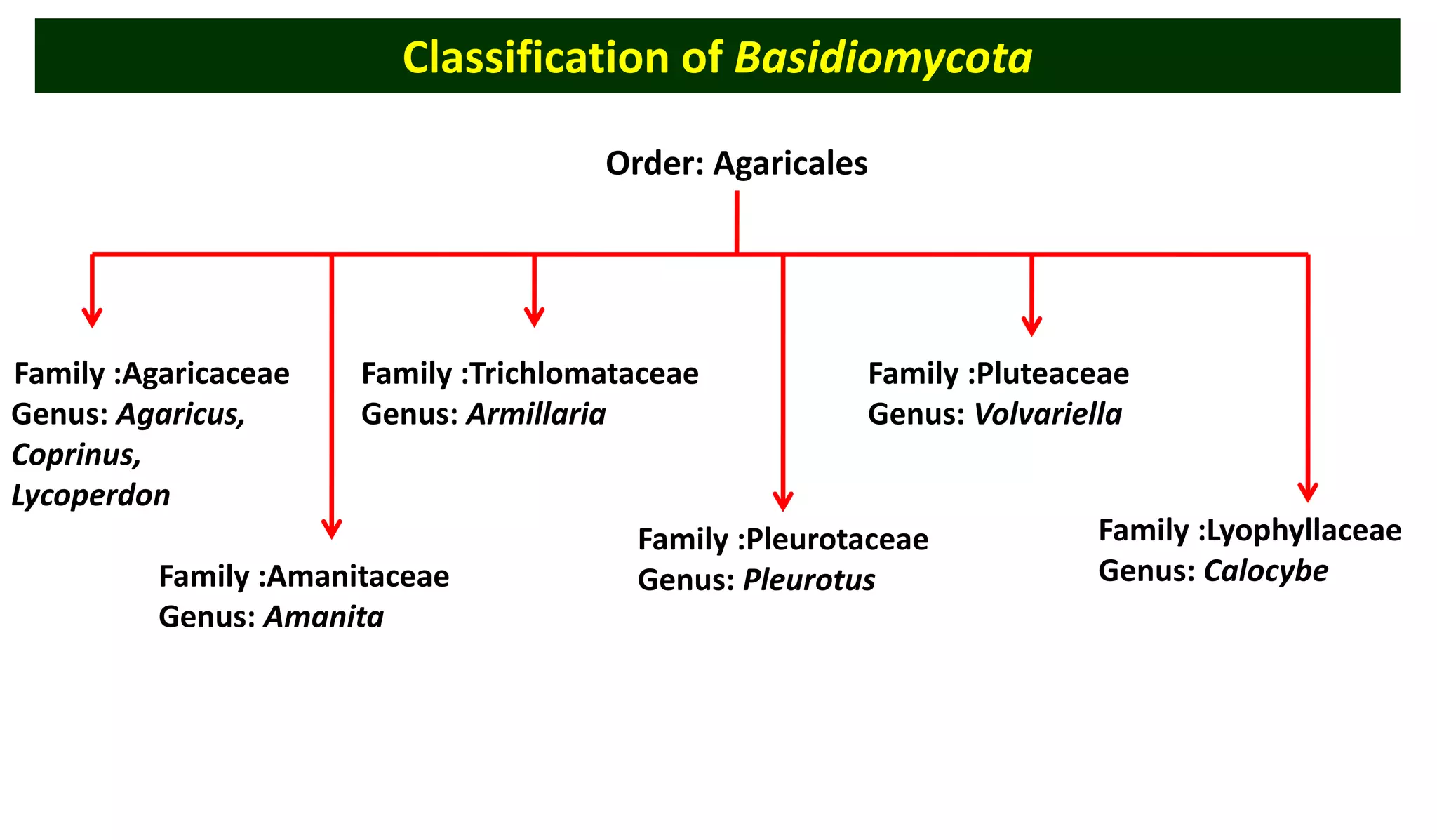 Lecture- 22 - Classification of Basidiomycota.pptx
