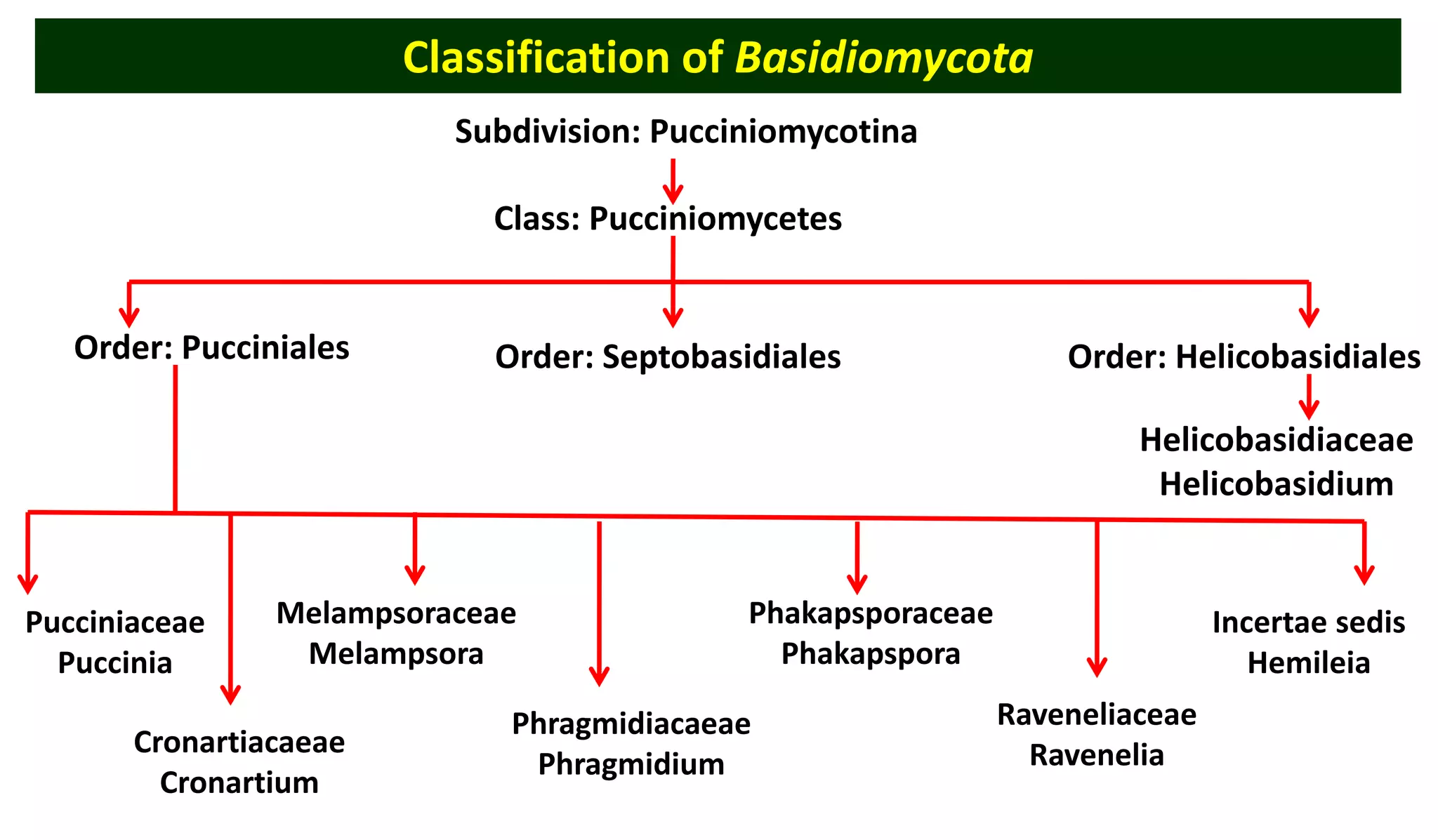 Lecture 22 Classification Of Basidiomycota Pptx