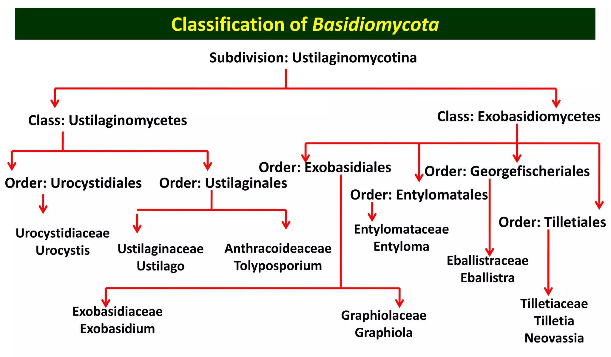 Lecture- 22 - Classification of Basidiomycota.pptx