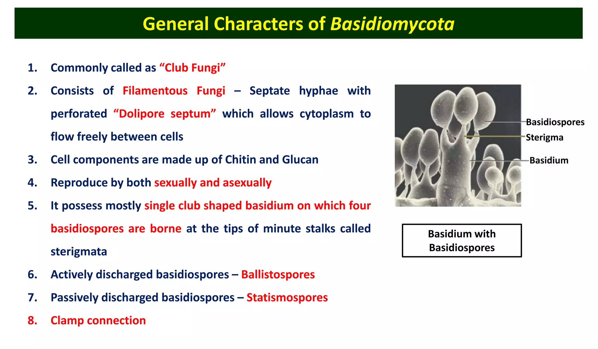 Lecture- 22 - Classification of Basidiomycota.pptx