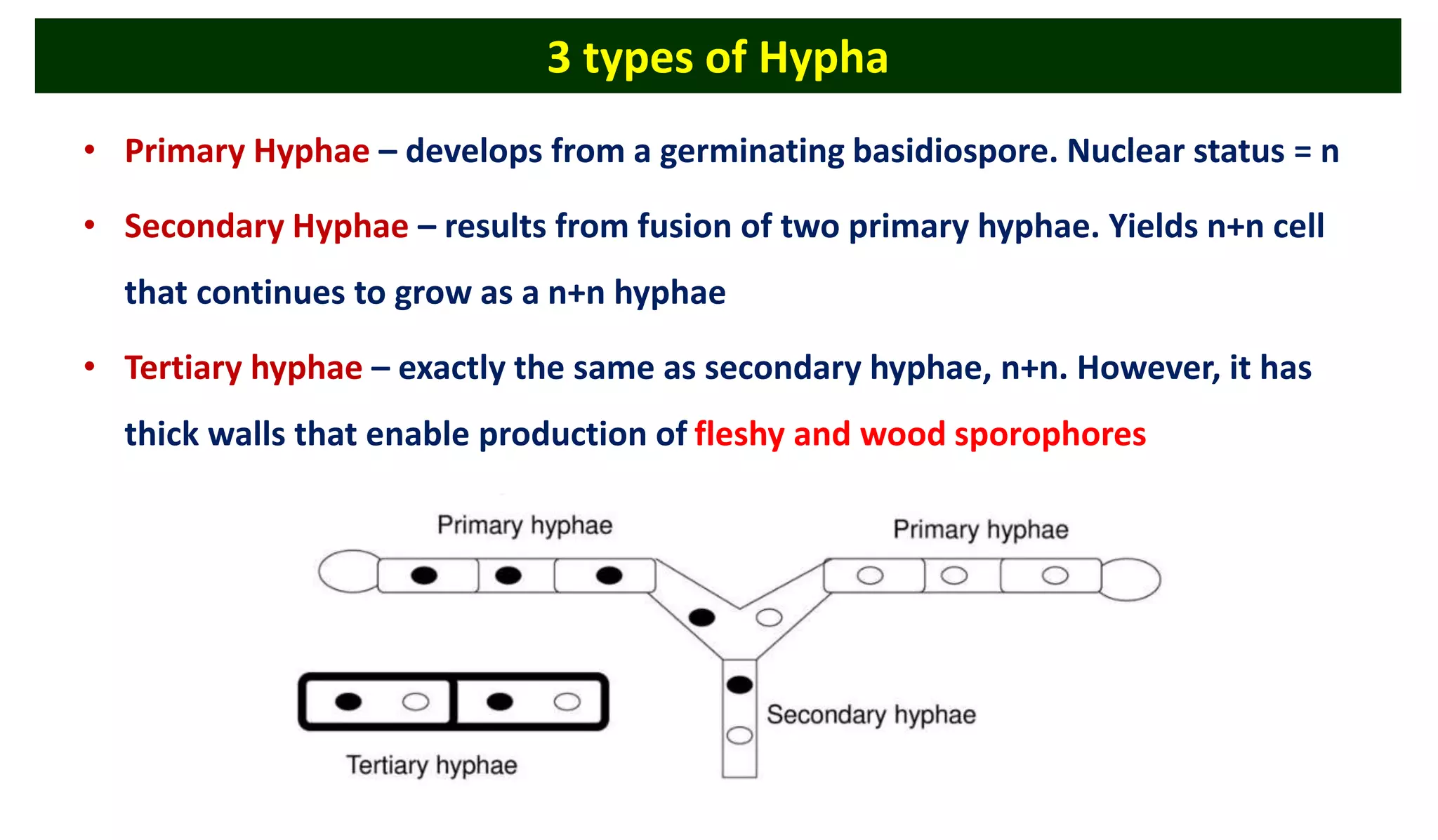 Lecture- 22 - Classification of Basidiomycota.pptx