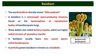 Lecture- 22 - Classification of Basidiomycota.pptx