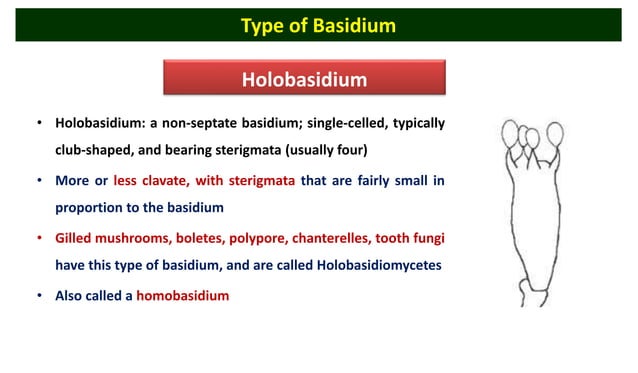 Lecture 22 Classification Of Basidiomycota Pptx