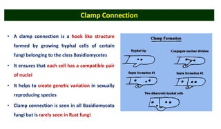 Lecture- 22 - Classification of Basidiomycota.pptx