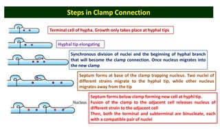 Lecture- 22 - Classification of Basidiomycota.pptx