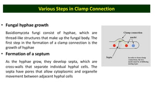Lecture- 22 - Classification of Basidiomycota.pptx