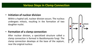 Lecture- 22 - Classification of Basidiomycota.pptx