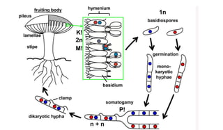 Lecture- 22 - Classification of Basidiomycota.pptx