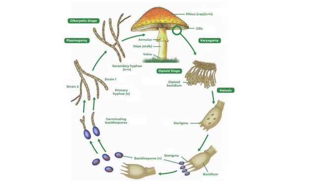 Lecture- 22 - Classification of Basidiomycota.pptx