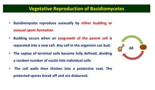 Lecture- 22 - Classification of Basidiomycota.pptx