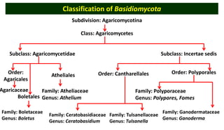 Lecture- 22 - Classification of Basidiomycota.pptx