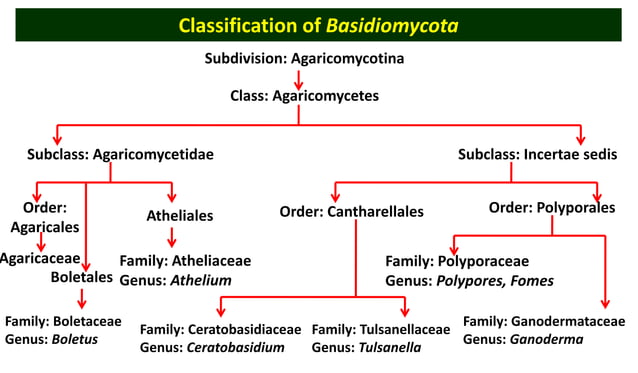 Lecture- 22 - Classification of Basidiomycota.pptx
