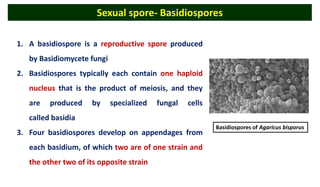 Lecture- 22 - Classification of Basidiomycota.pptx