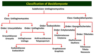 Lecture- 22 - Classification of Basidiomycota.pptx