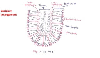 Lecture- 22 - Classification of Basidiomycota.pptx