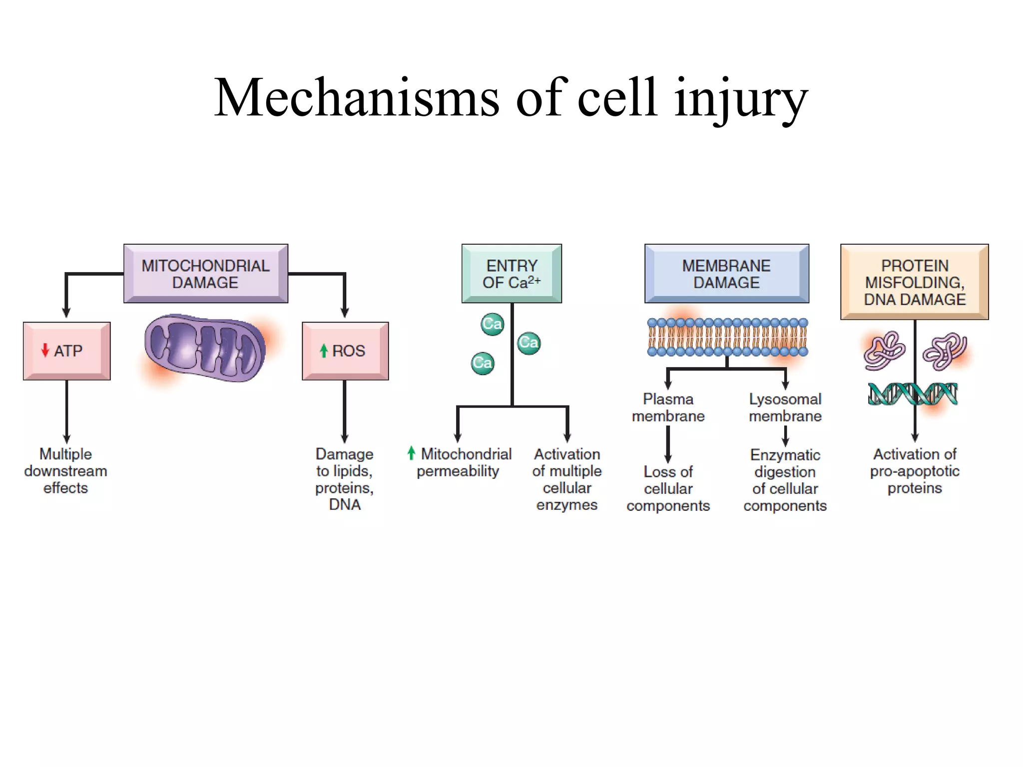 Lecture.1..Mechanisms.of.cell.injury.pdf