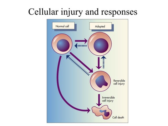 Lecture.1..Mechanisms.of.cell.injury.pdf