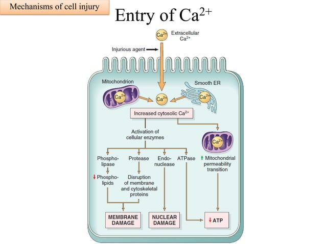 Lecture.1..Mechanisms.of.cell.injury.pdf