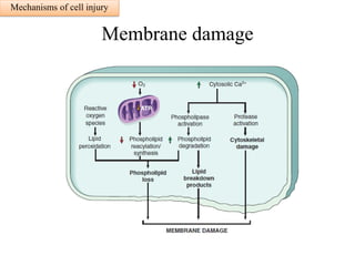 Lecture.1..Mechanisms.of.cell.injury.pdf