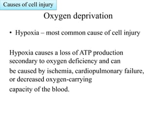 Lecture.1..Mechanisms.of.cell.injury.pdf