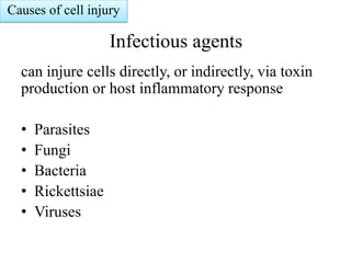Lecture.1..Mechanisms.of.cell.injury.pdf