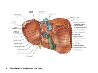 Lecture. Liver,peritoneum..ppt