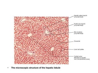 Lecture. Liver,peritoneum..ppt