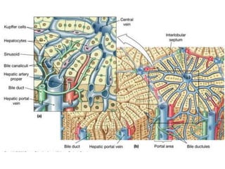 Lecture. Liver,peritoneum..ppt