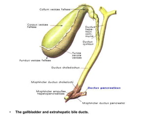Lecture. Liver,peritoneum..ppt