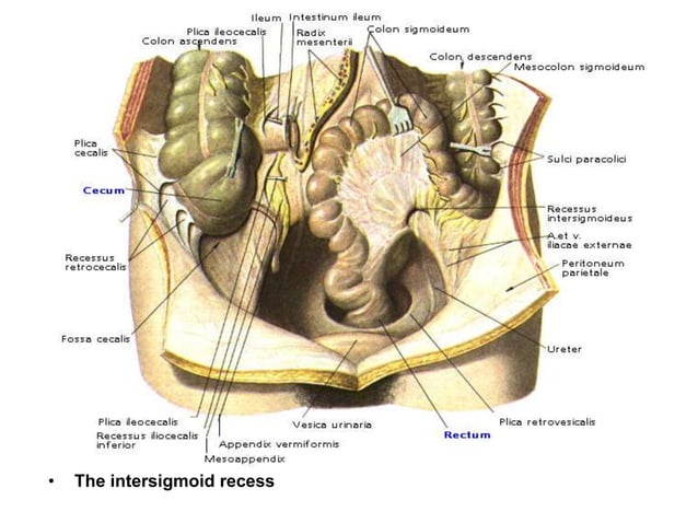 Lecture. Liver,peritoneum..ppt