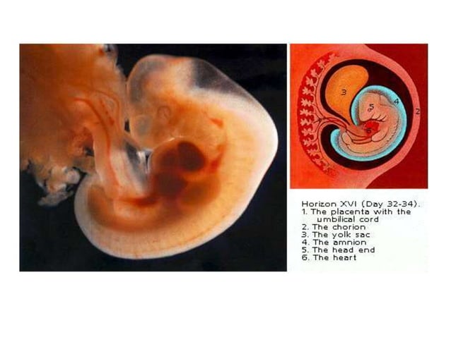 Lecture. Liver,peritoneum..ppt
