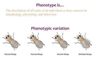 Population genetics.pptx