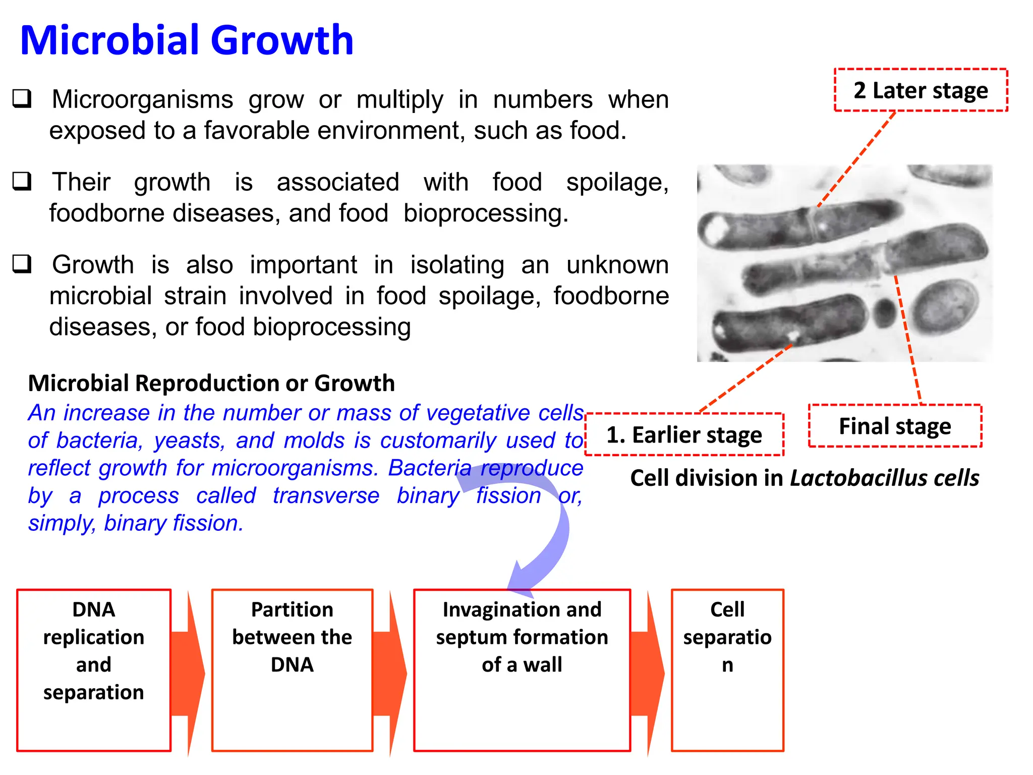 Lecture.pptx microbial growth and development in food and processing | PPTX