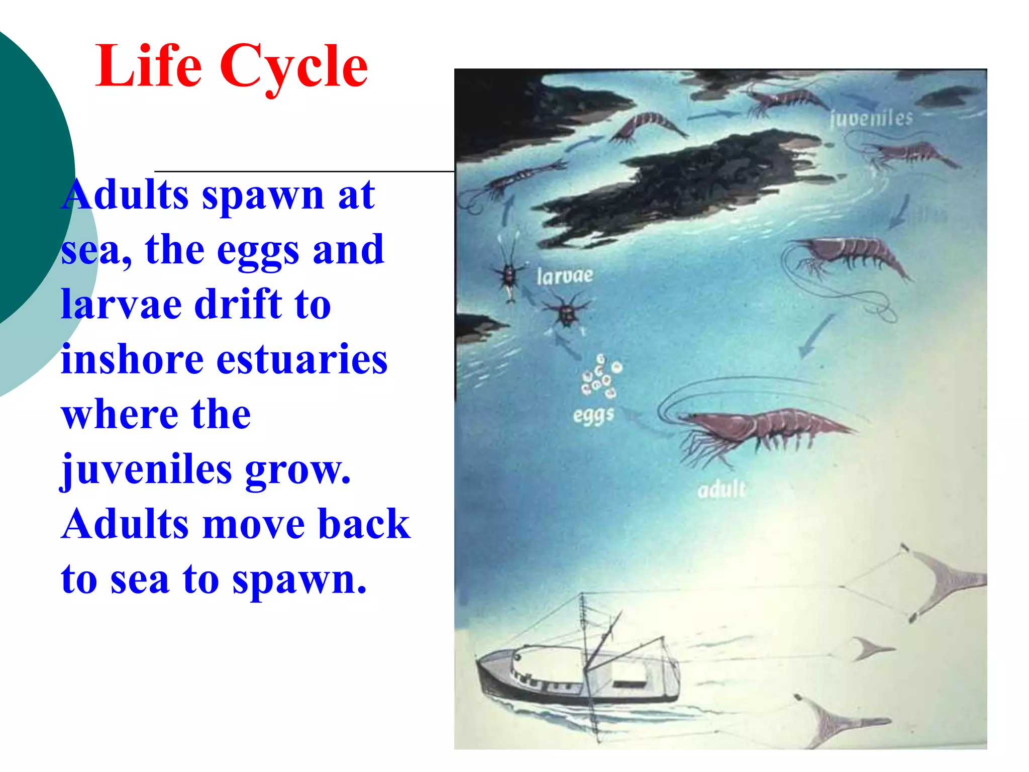 (Marine Shrimp Culture).ppt