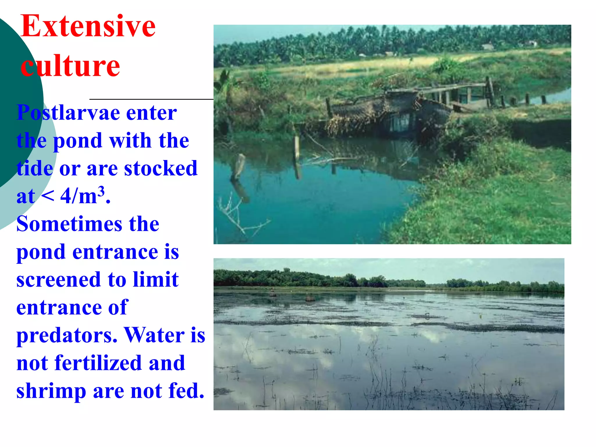 (Marine Shrimp Culture).ppt