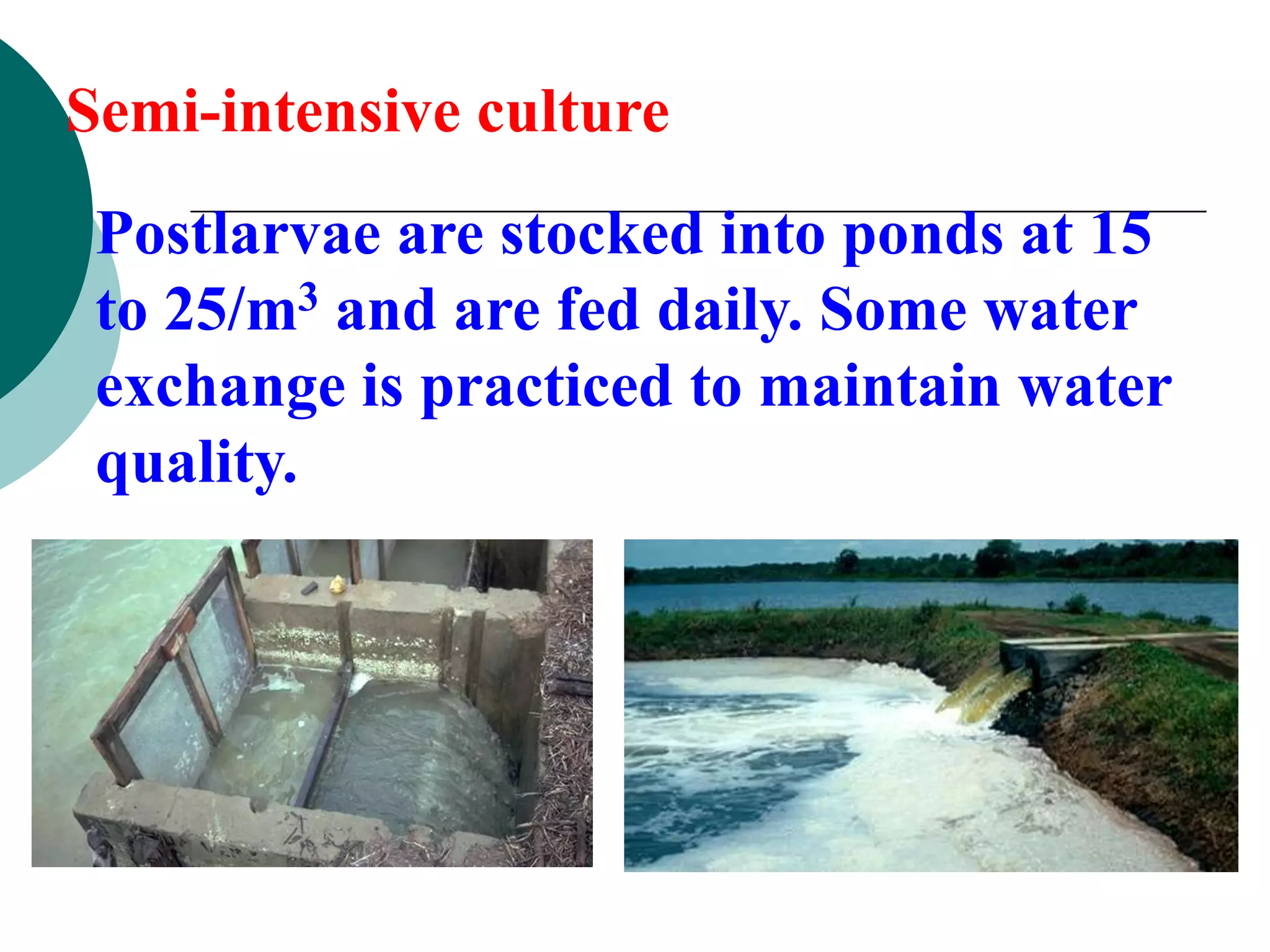 (Marine Shrimp Culture).ppt