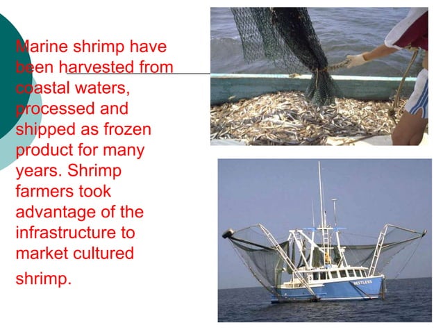 (Marine Shrimp Culture).ppt