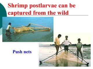 (Marine Shrimp Culture).ppt
